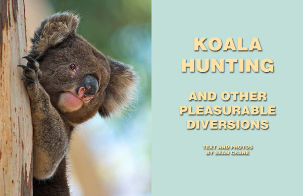 Koala Hunting | Sean Crane Wildlife