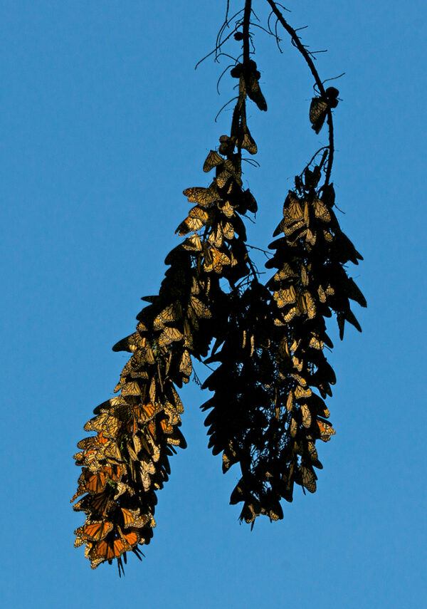Monarch Butterfly Clusters | Sean Crane Wildlife