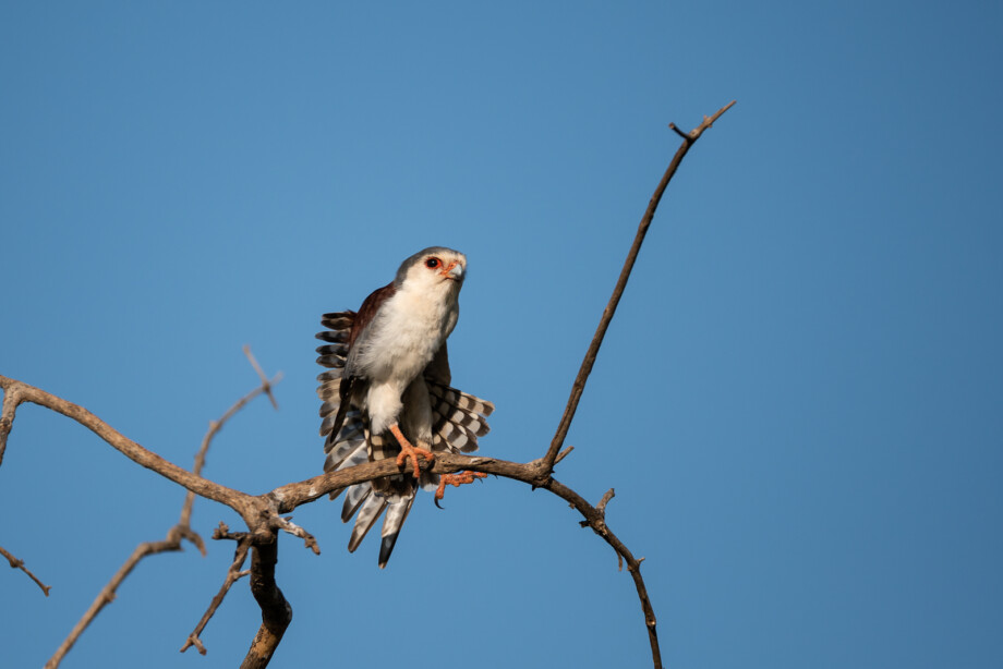 Pygmy Falcon | Sean Crane Wildlife
