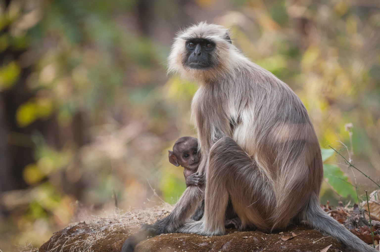 Mothers and Their Babies From Around the World | Sean Crane Wildlife