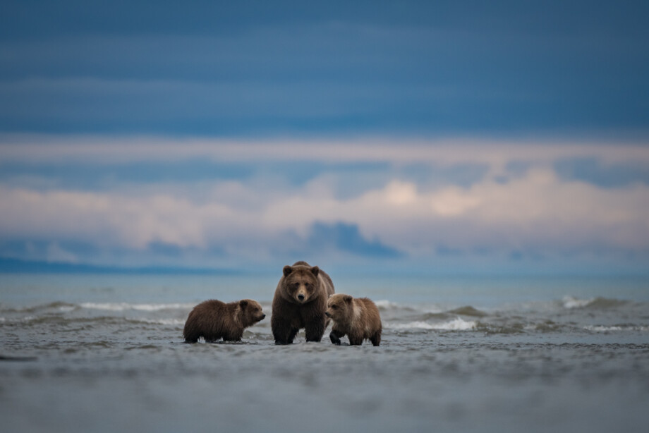 Mothers and Their Babies From Around the World | Sean Crane Wildlife