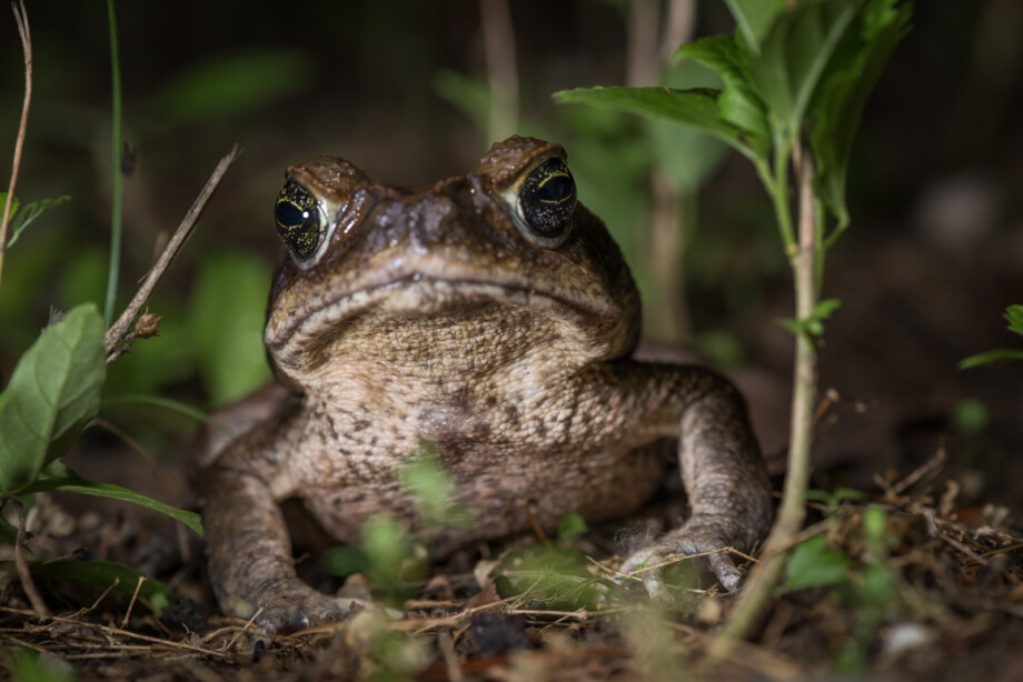 Caribbean Islands | Sean Crane Wildlife