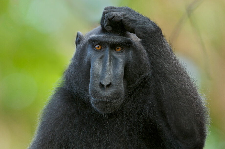 Indonesia | Sean Crane Wildlife