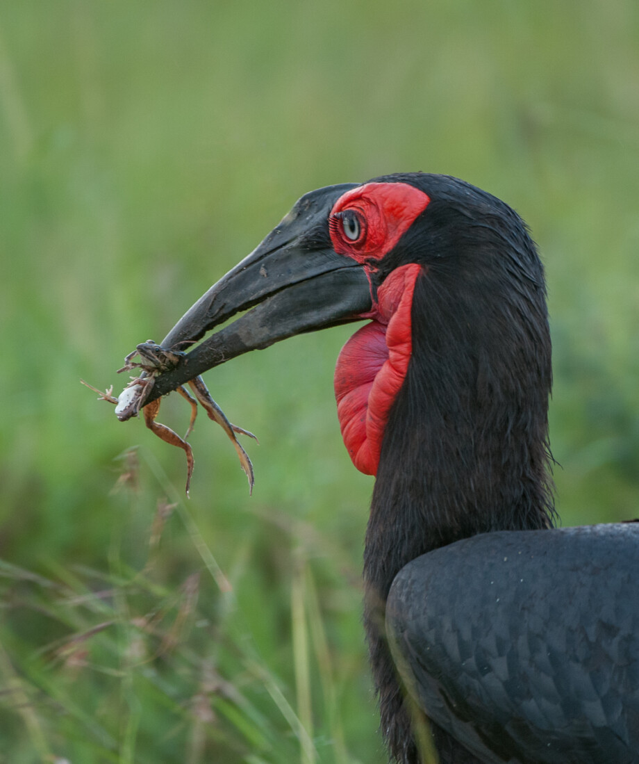 Kenya | Sean Crane Wildlife