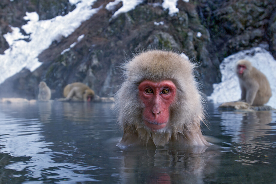 Japan | Sean Crane Wildlife