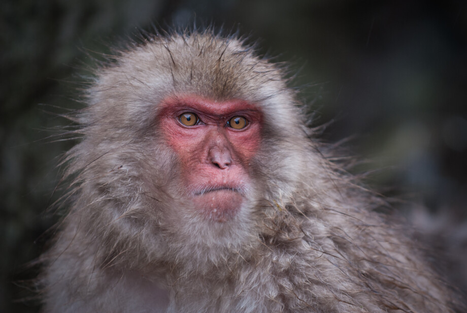 Japan | Sean Crane Wildlife