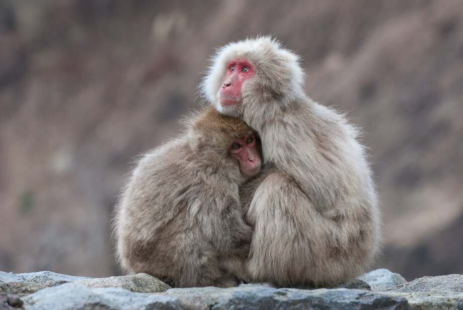 Japan | Sean Crane Wildlife