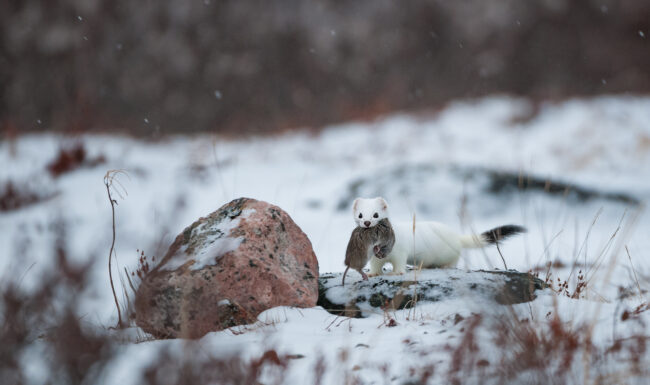 Canada | Sean Crane Wildlife