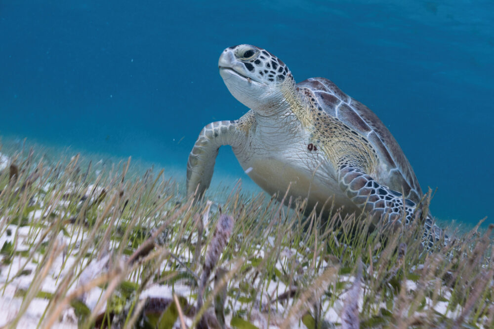Pacific Green Sea Turtle | Sean Crane Wildlife