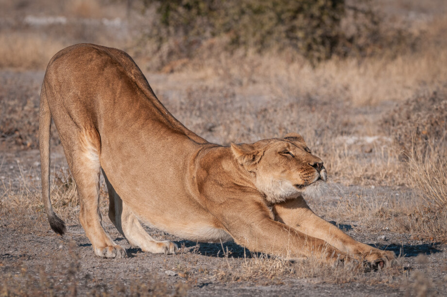 Lioness Stretch | Sean Crane Wildlife
