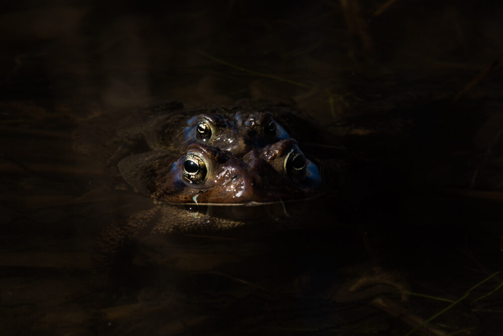 Mating Toads | Sean Crane Wildlife