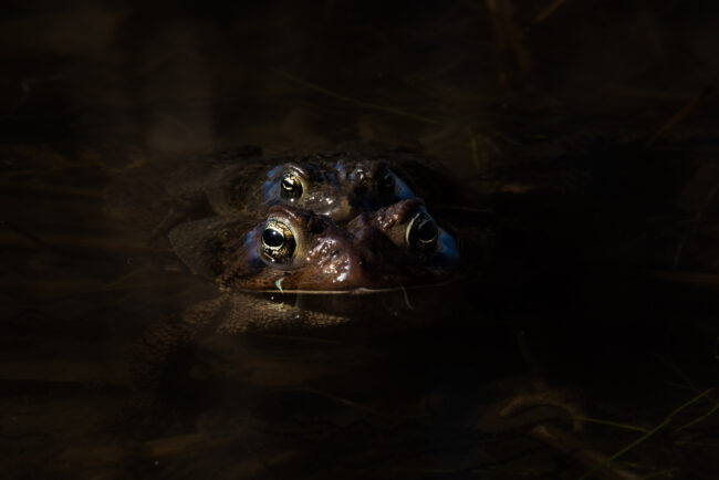 Mating Toads | Sean Crane Wildlife
