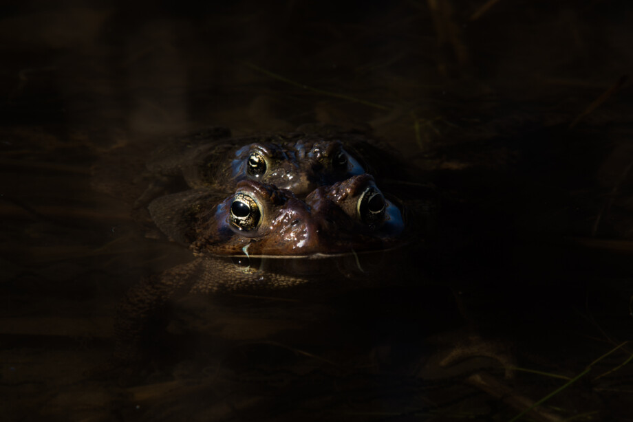 Mating Toads | Sean Crane Wildlife
