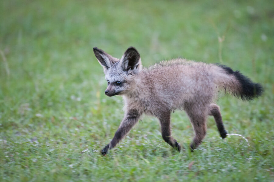 Bat-Eared Fox Pup on the Move | Sean Crane Wildlife