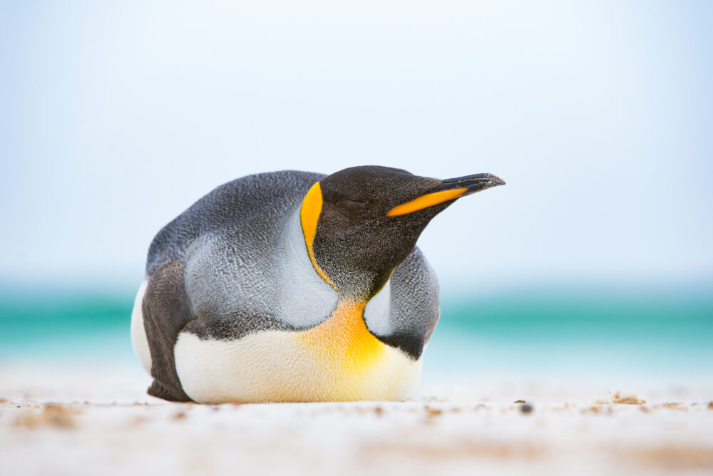 King Penguin in Sand | Sean Crane Wildlife