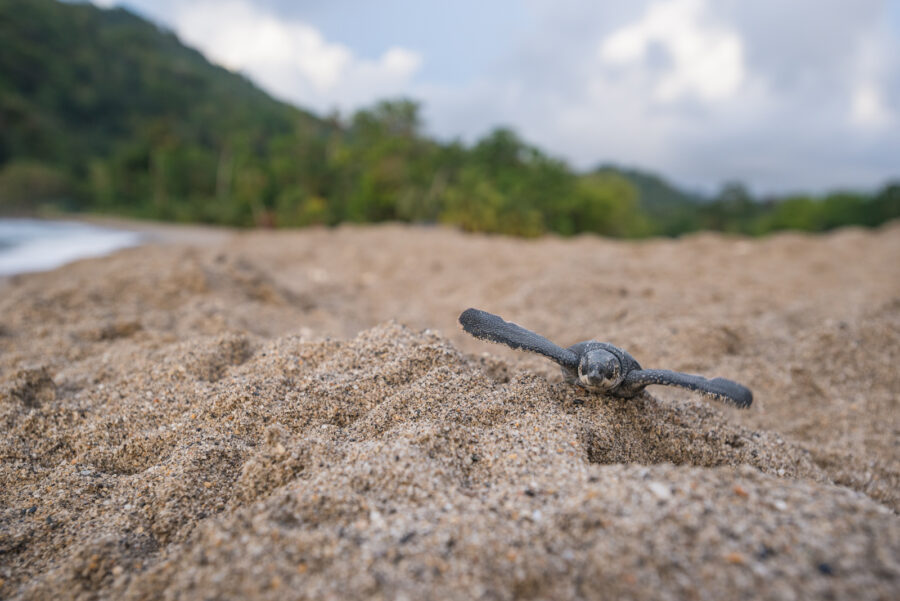 Turtle Hatchling’s Sprint to Safety | Sean Crane Wildlife