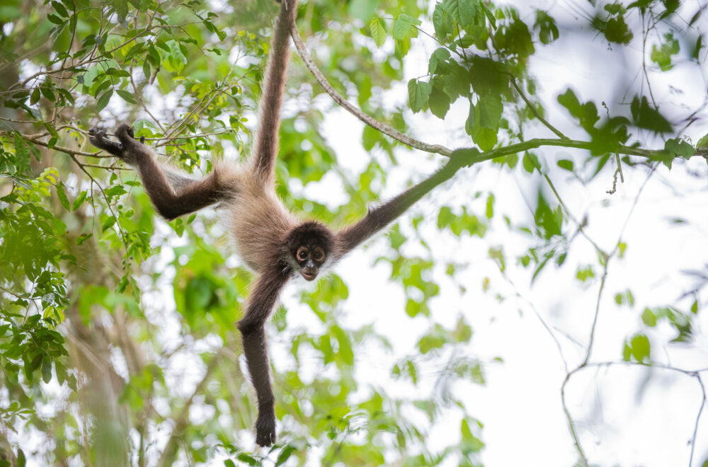 Geoffroy’s Spider Monkey | Sean Crane Wildlife