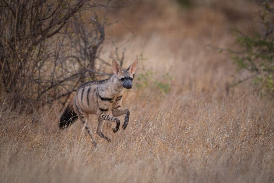Aardwolf | Sean Crane Wildlife