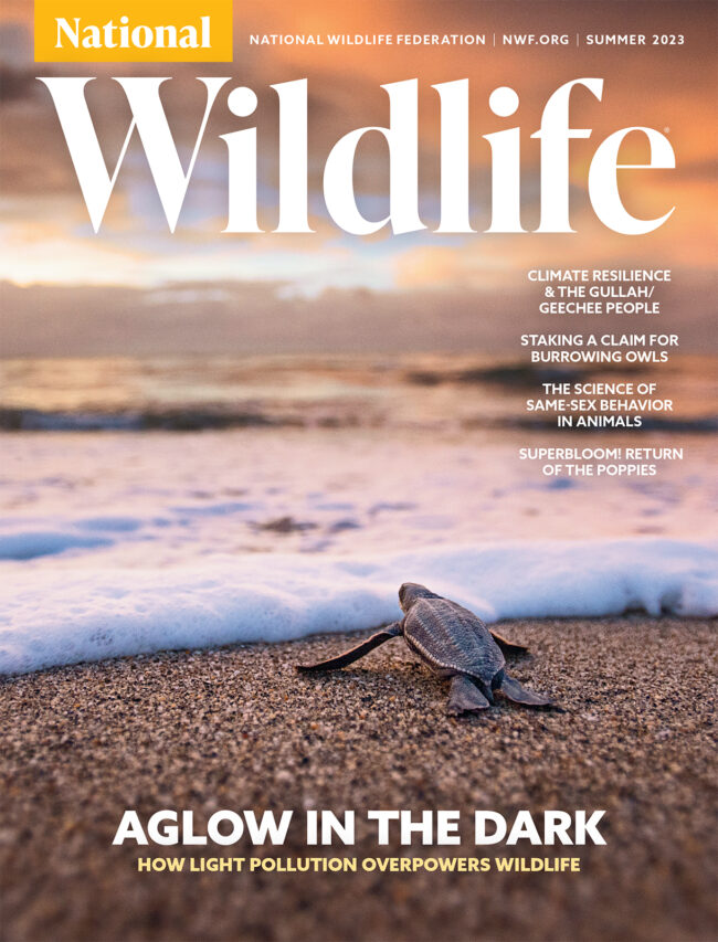 National Wildlife Cover | Sean Crane Wildlife