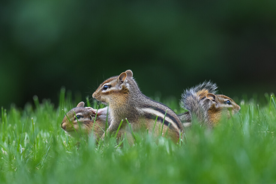 Chipmunks | Sean Crane Wildlife