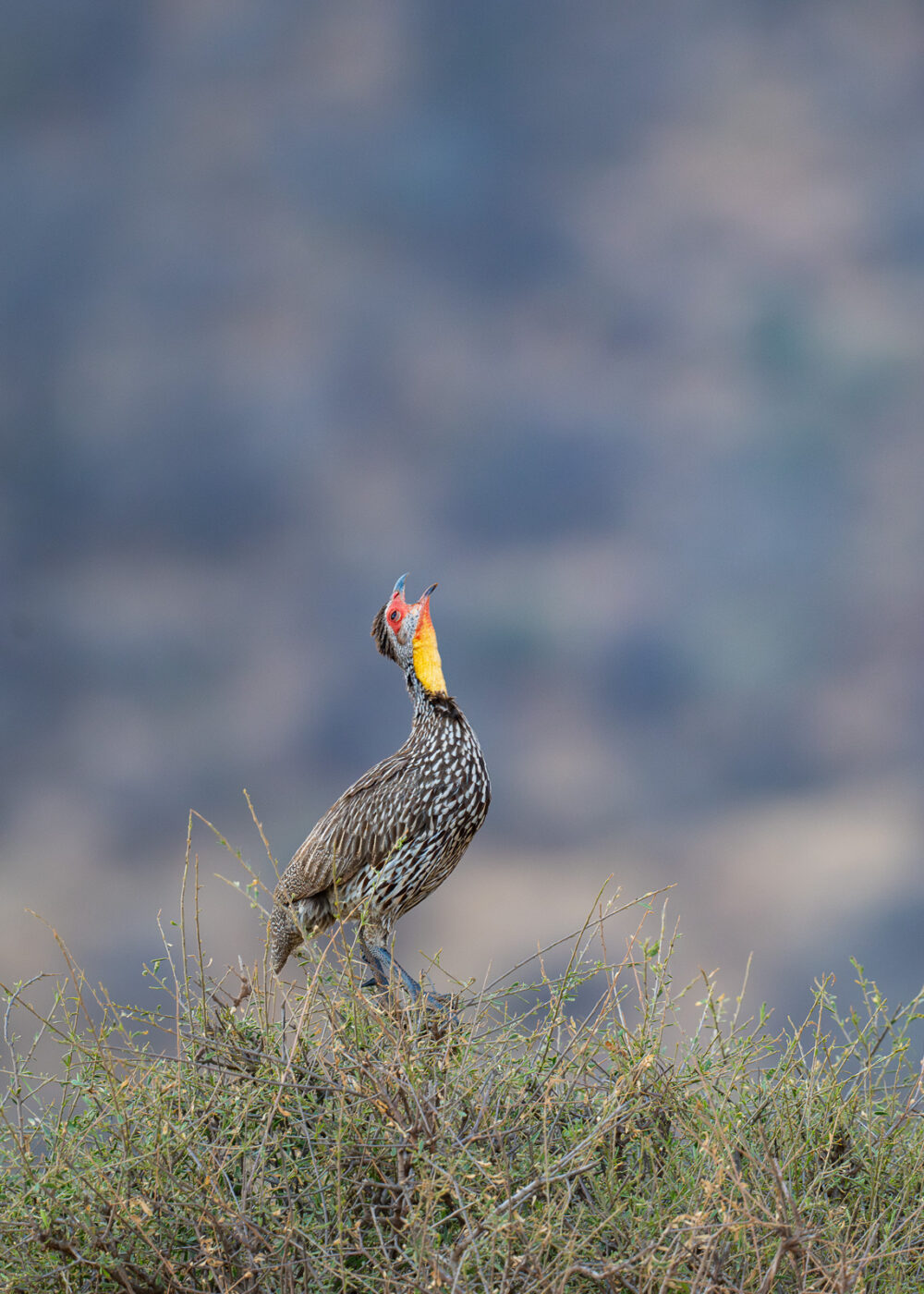 Yellow-Necked Spurfowl | Sean Crane Wildlife
