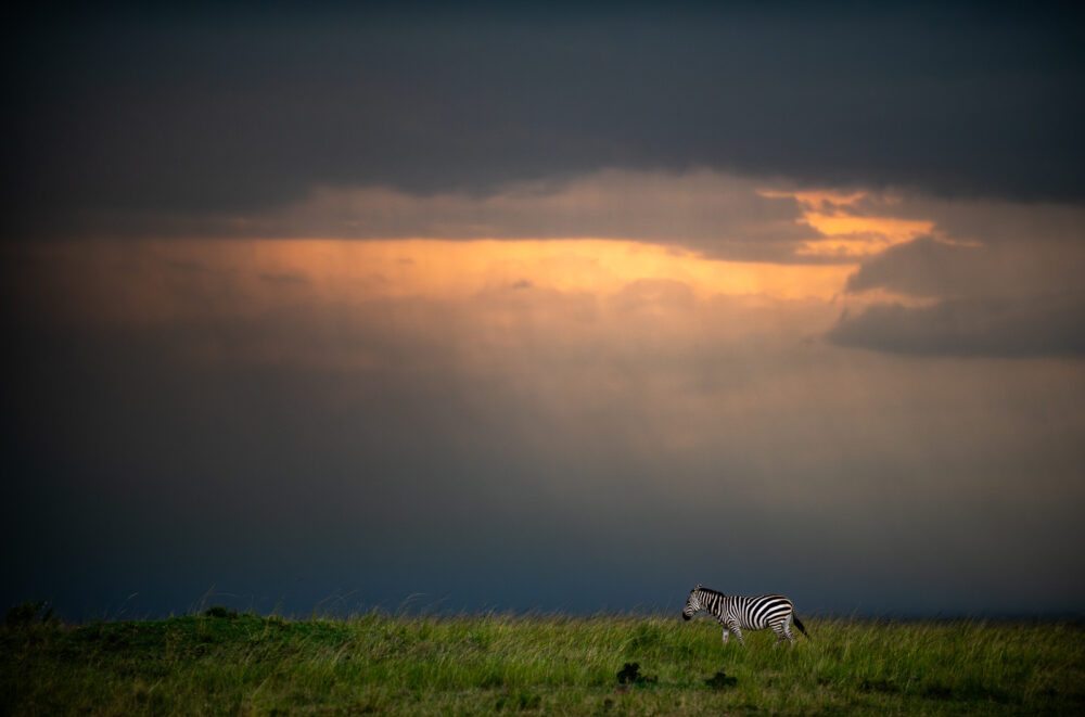 Zebra Under Stormy Sky | Sean Crane Wildlife