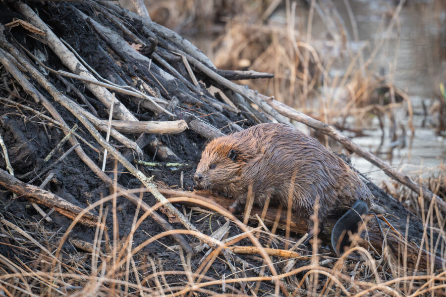 Beaver Working on Lodge | Sean Crane Wildlife