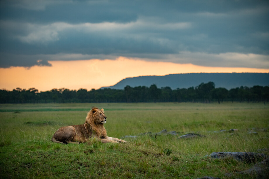 Lion in the Rain | Sean Crane Wildlife