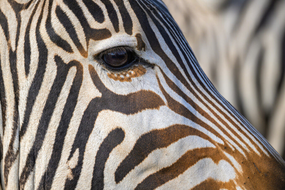 Zebra Eye | Sean Crane Wildlife