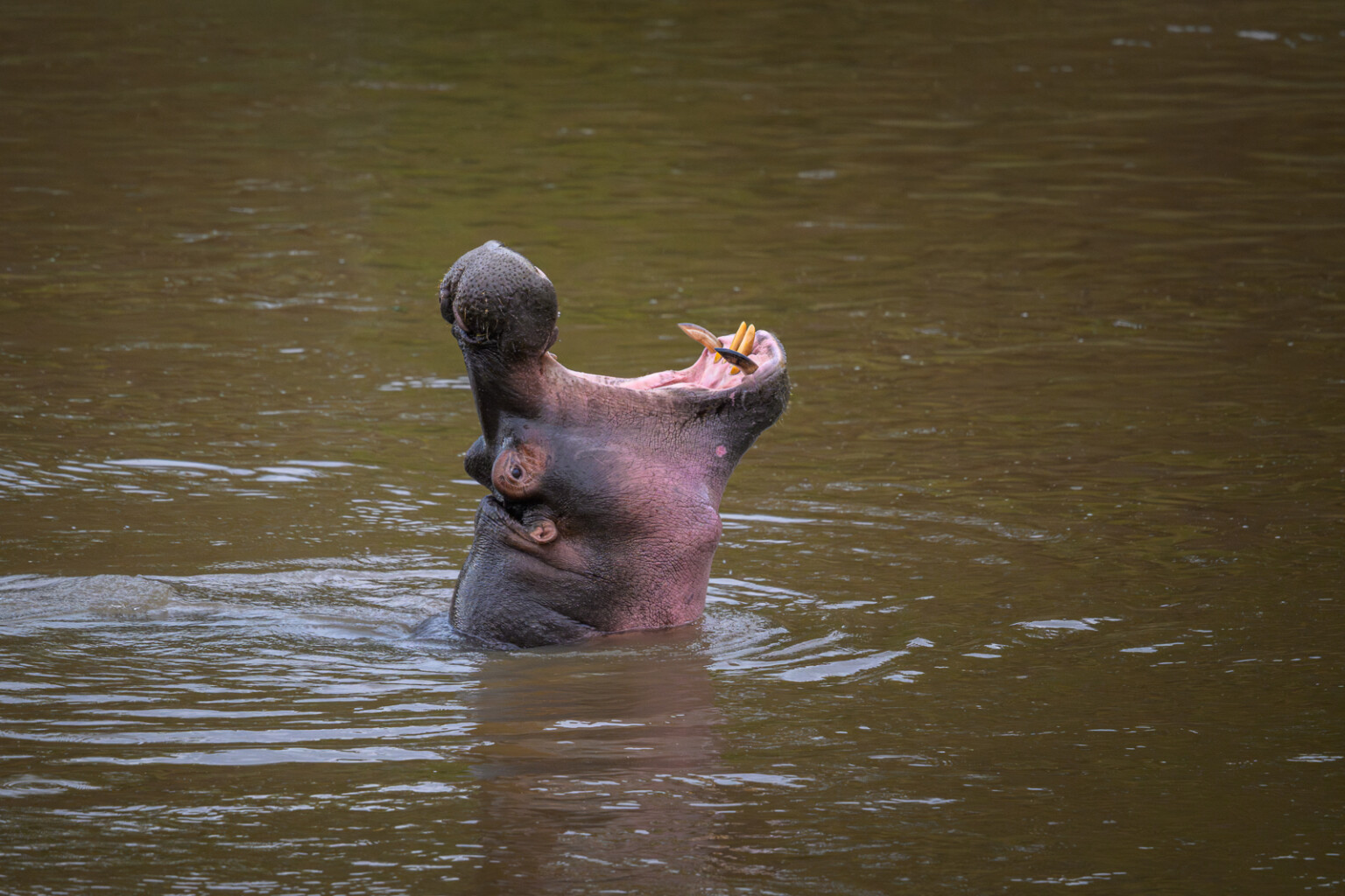 Hippo Dominance Display | Sean Crane Wildlife