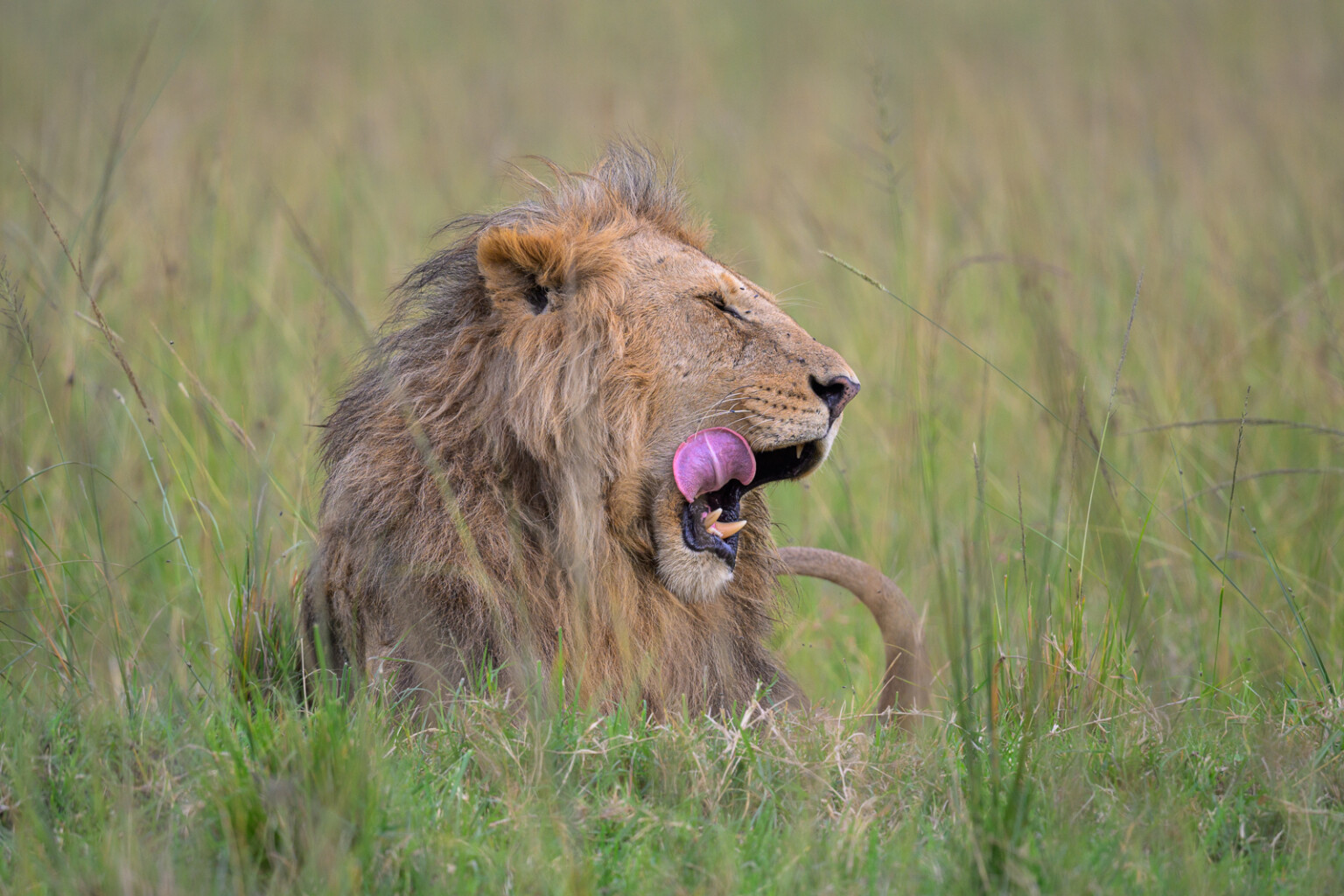 Lion Yawn | Sean Crane Wildlife