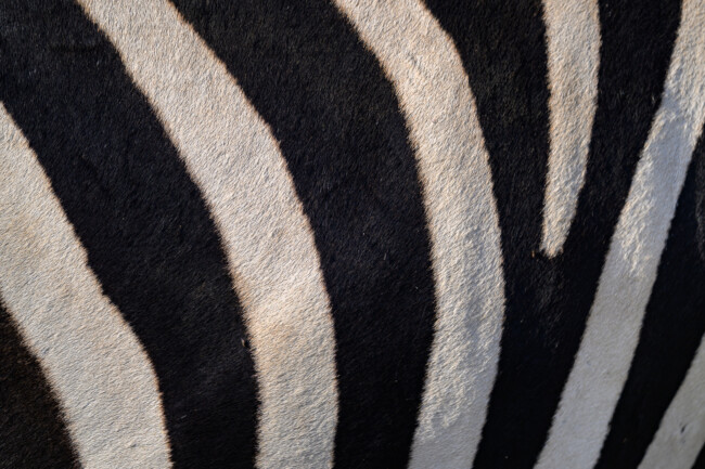 Zebra Skin | Sean Crane Wildlife