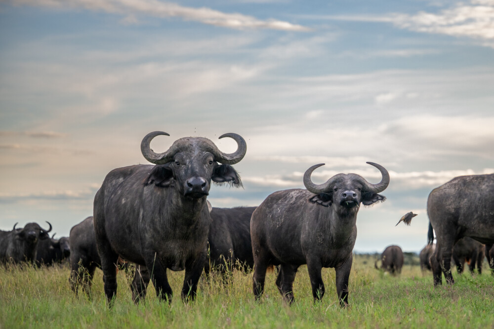 Cape Buffalo | Sean Crane Wildlife
