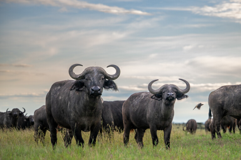 Cape Buffalo | Sean Crane Wildlife