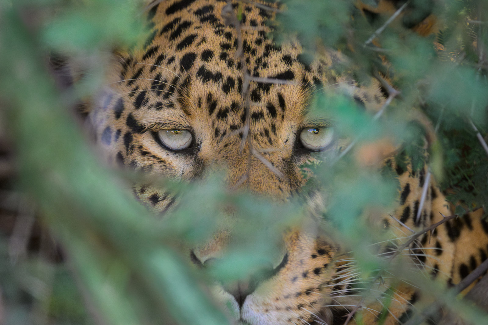 Leopard Eyes | Sean Crane Wildlife