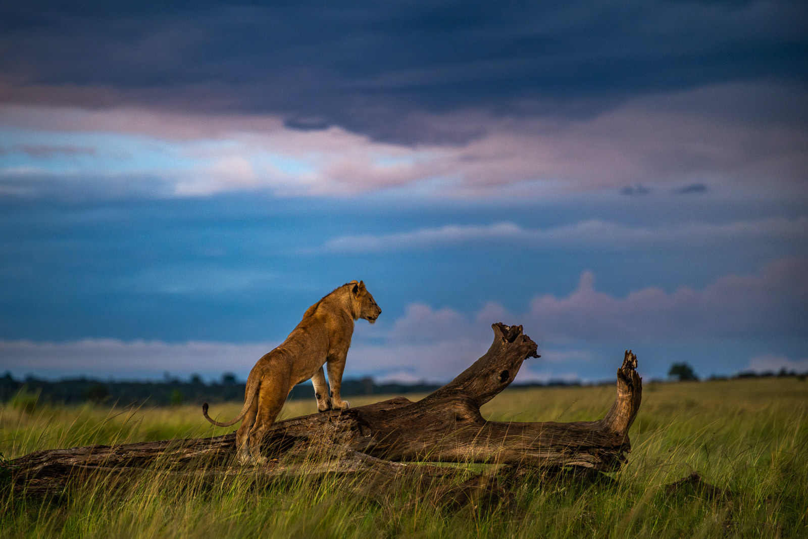 Lion Post Sunset | Sean Crane Wildlife