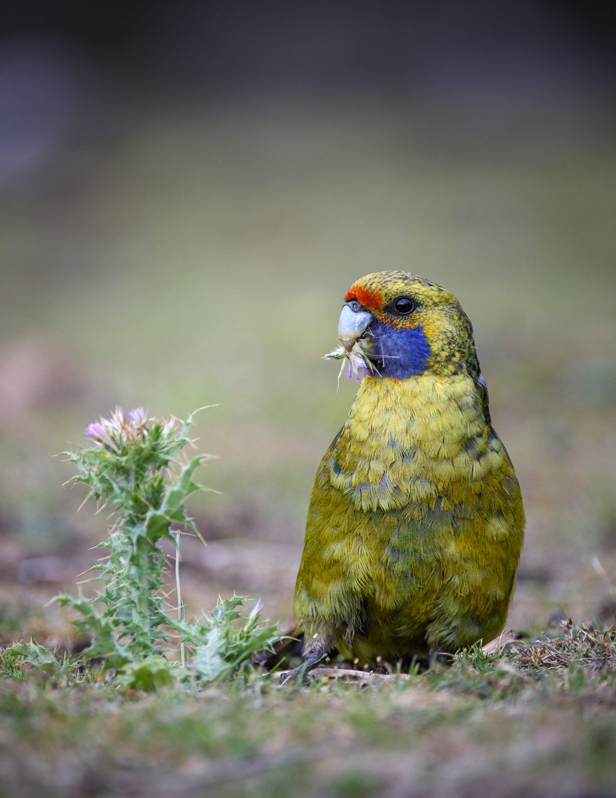Green Rosella | Sean Crane Wildlife