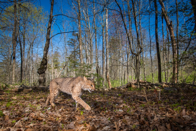 A Clowder of Bobcats | Sean Crane Wildlife