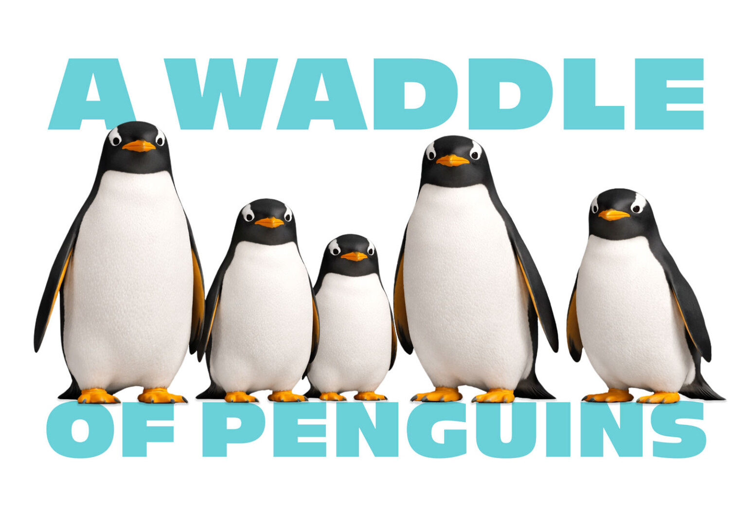 A Waddle of Penguins | Sean Crane Wildlife